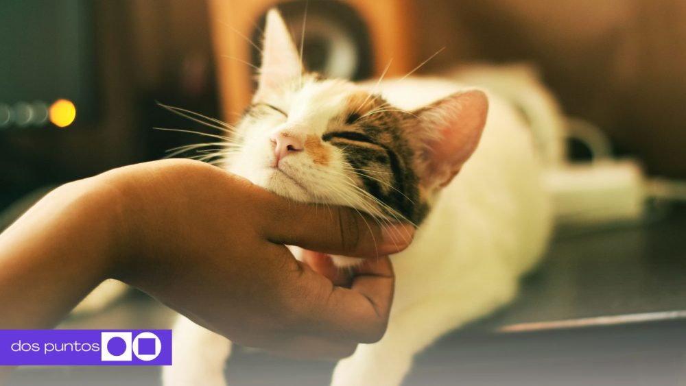 Día del gato 2025: ¿Cómo lo puedo celebrar en México? - DosPuntos.media